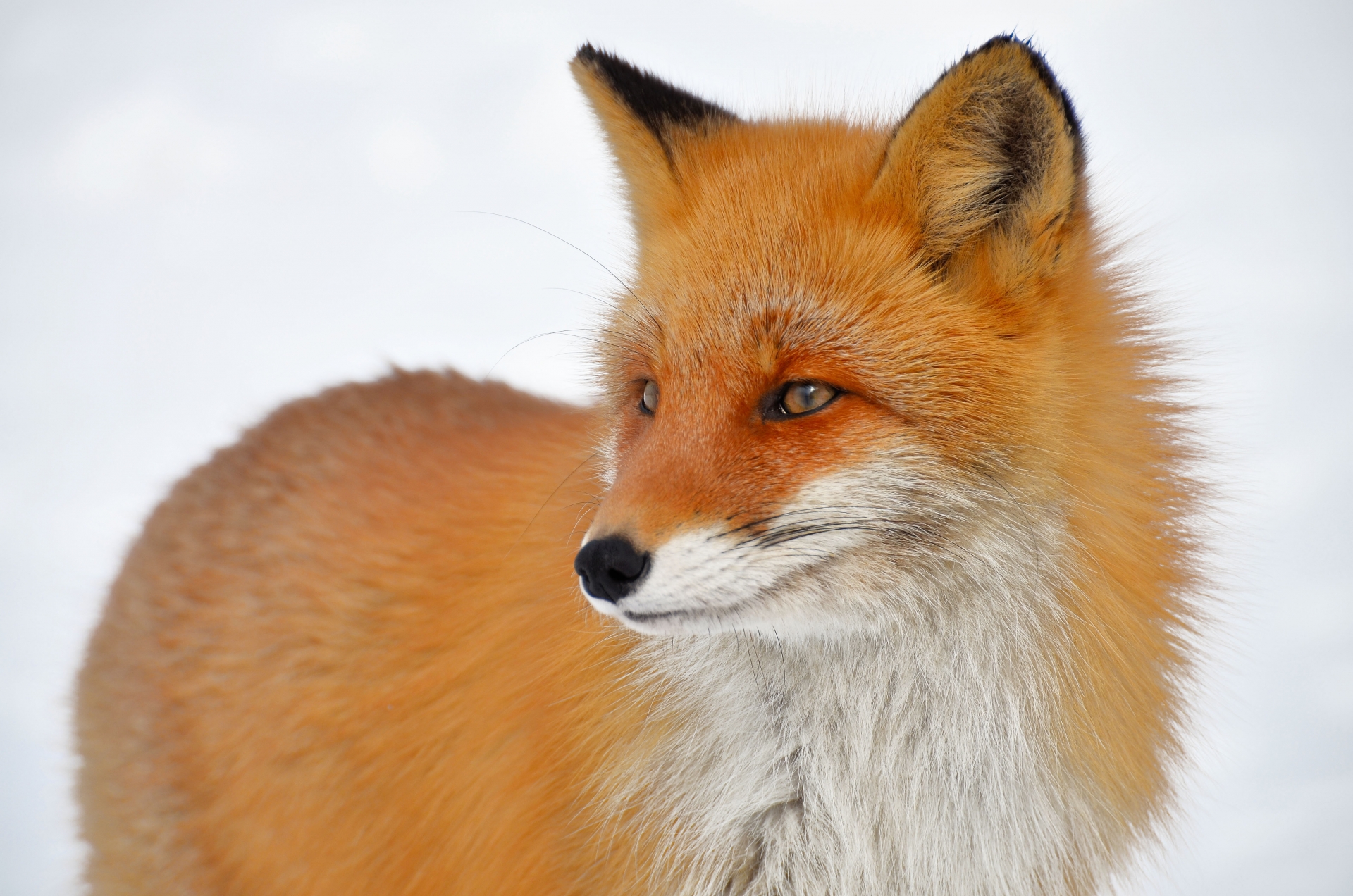 Inari (fox) shrine - How Unique Japan